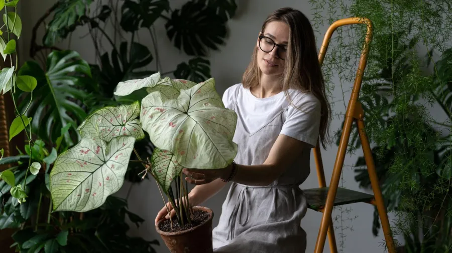 Kaladij - prekrasna biljka neobičnih bijelih listova - Žena.hr