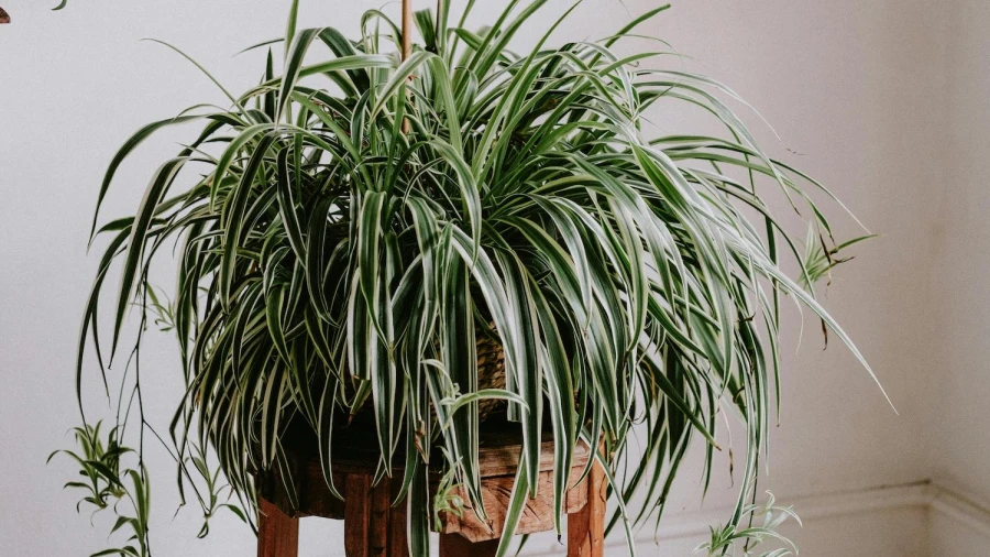 Spider plant ili 'biljka pauk': Nezahtjevna biljka koja pročišćava zrak ...
