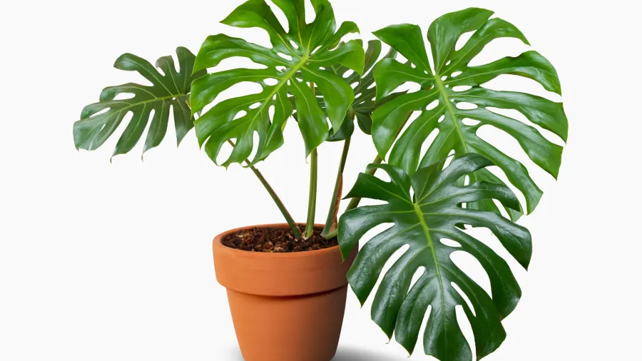 Monstera: Egzotična biljka koja nikad ne izlazi iz mode - Žena.hr